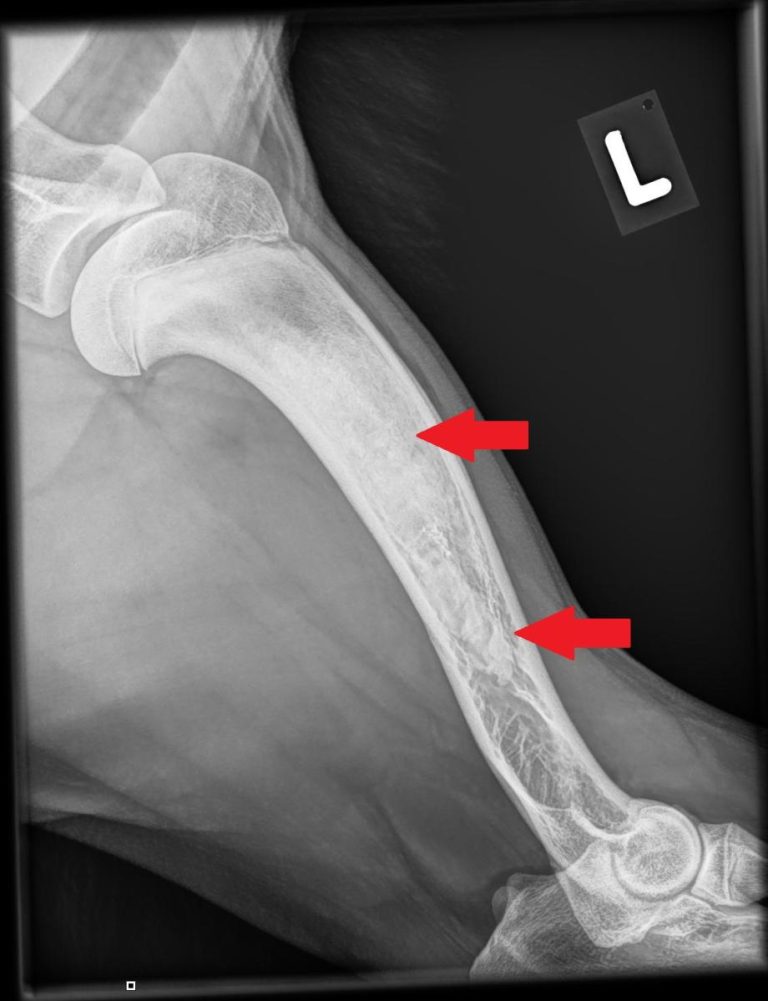 Panosteitis bei Hunden – Ursachen, Symptome und Behandlung – Dein ...